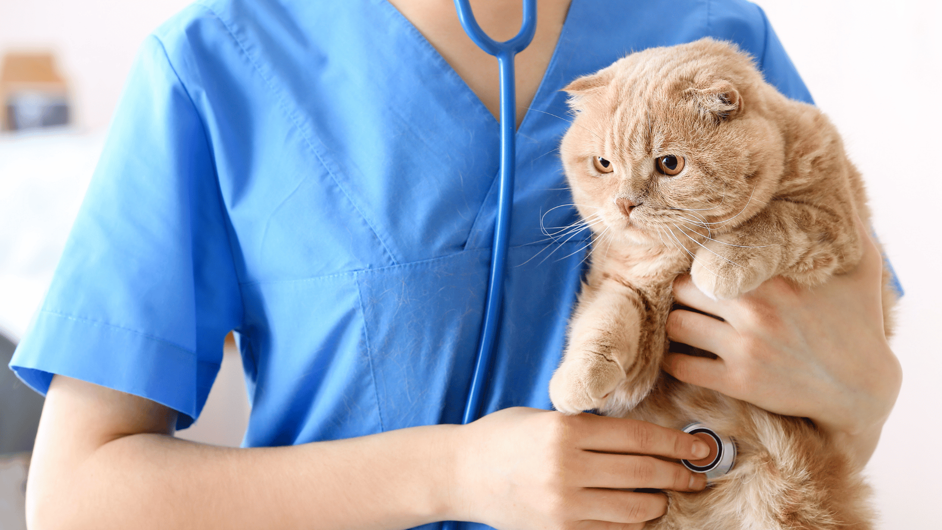 Veterinary Welcome Form In South Haven, MI | South Haven Animal Hospital